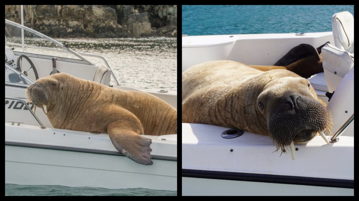 HUGE Wally the Walrus to get his VERY OWN purpose-built pontoon