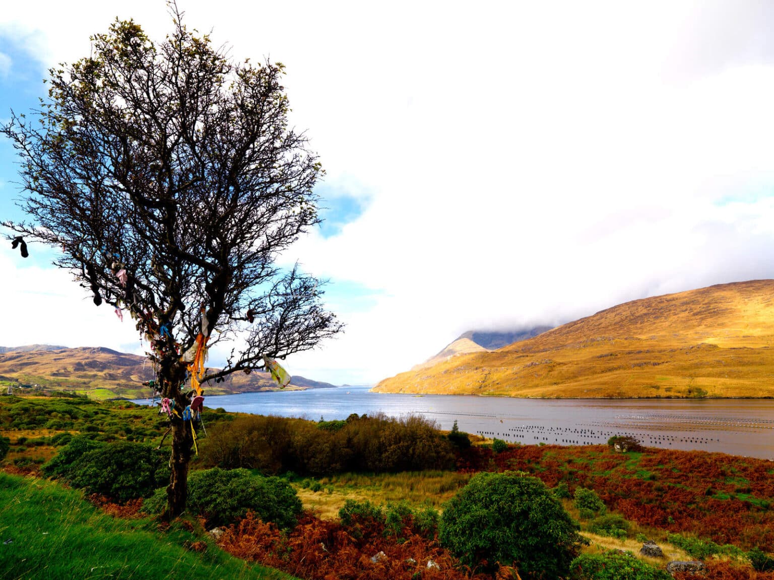 Irish FAIRY TREES: revealing species and traits